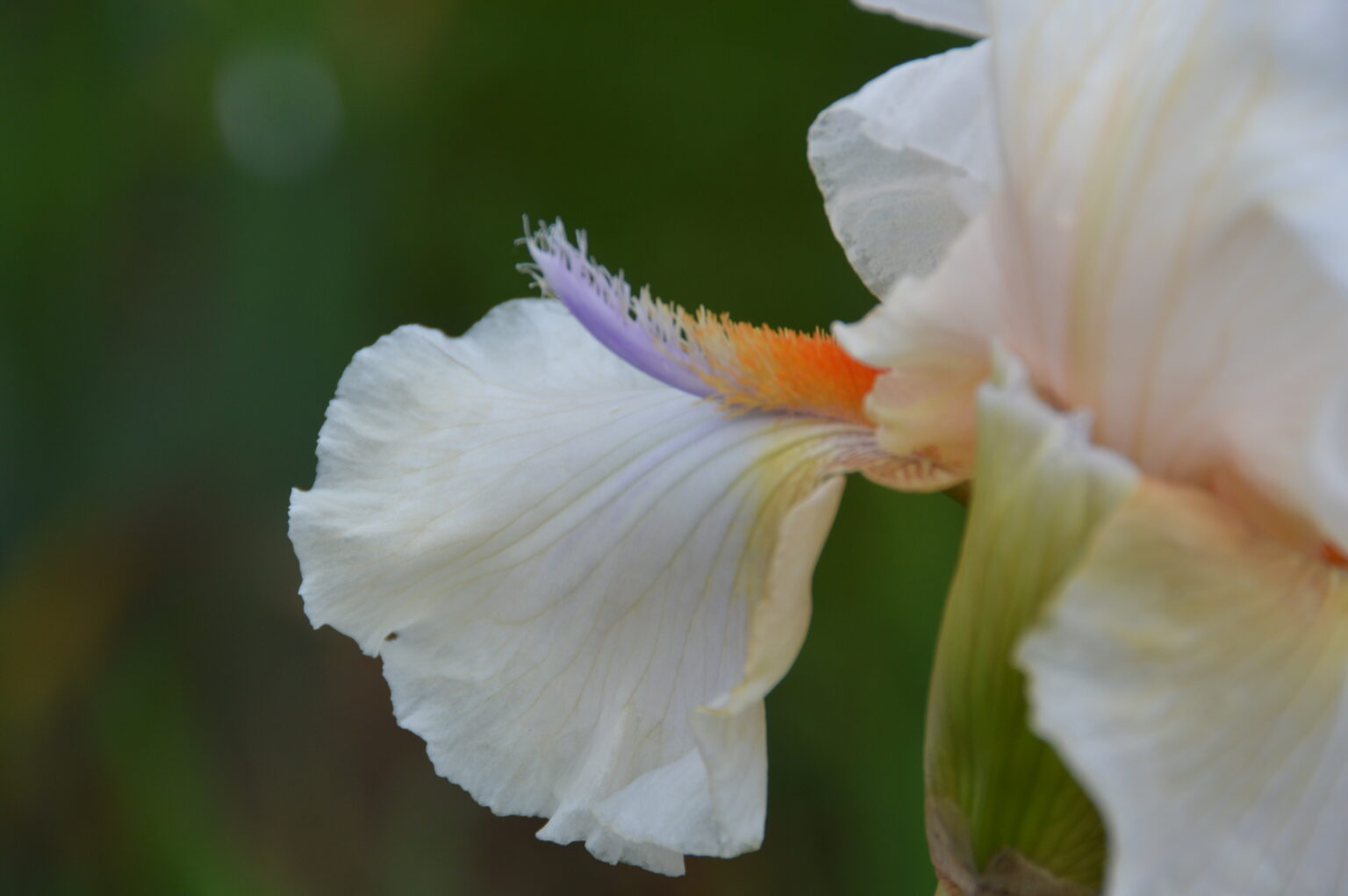 About The American Iris Society – American Iris Society