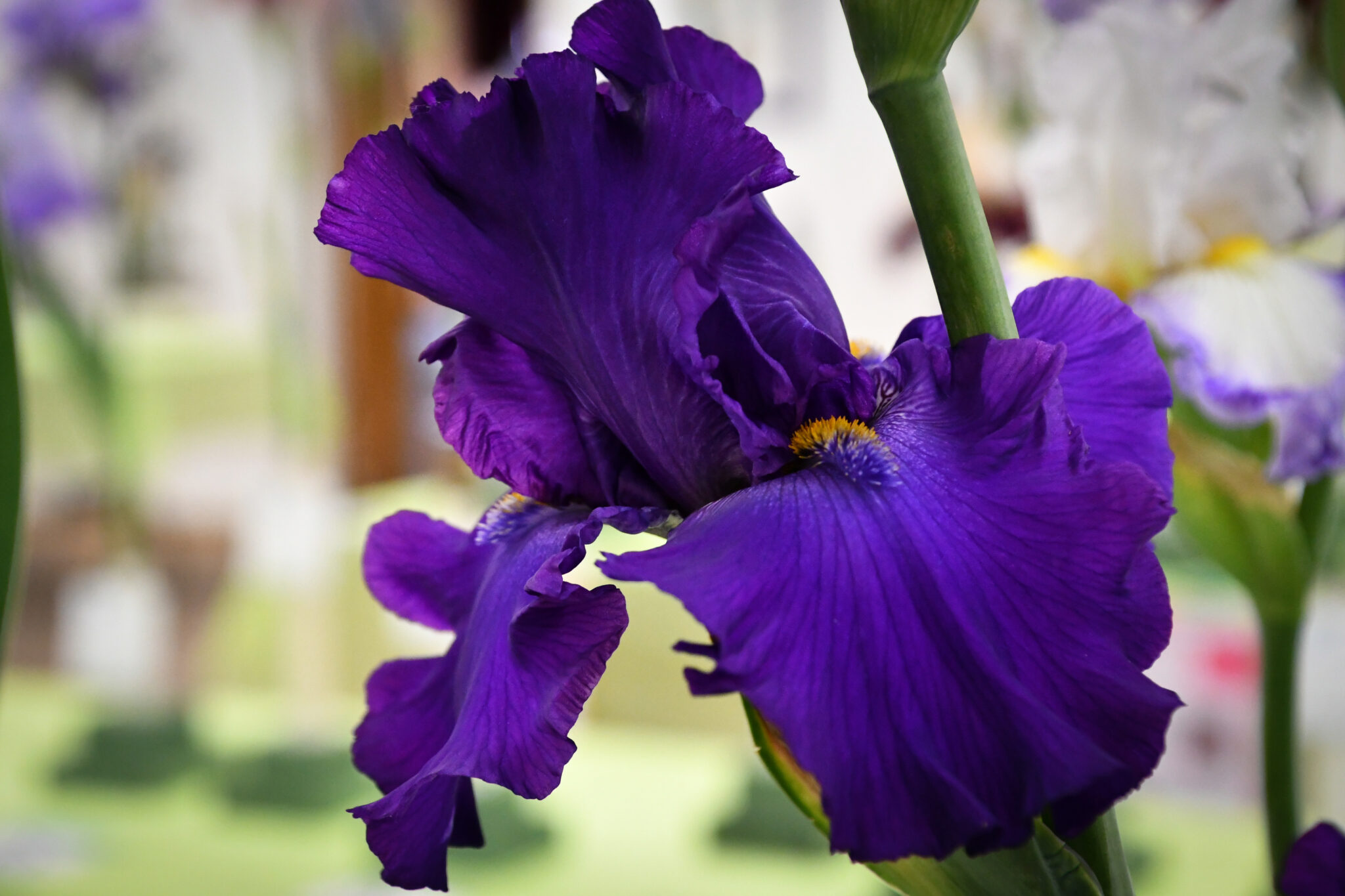 About The American Iris Society – American Iris Society